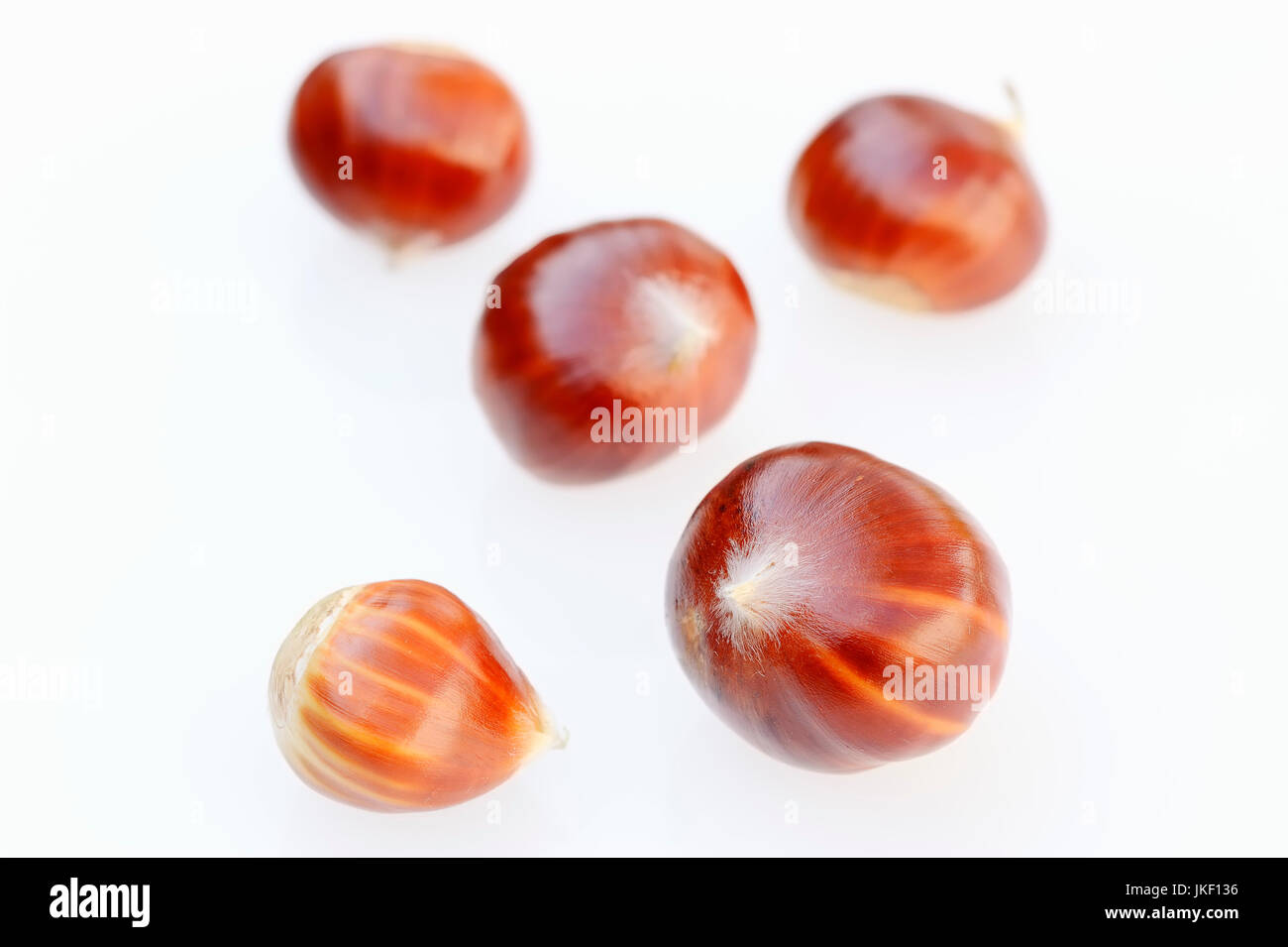 Sweet Chestnuts / (Castanea sativa) / European Chestnut | Esskastanien ...