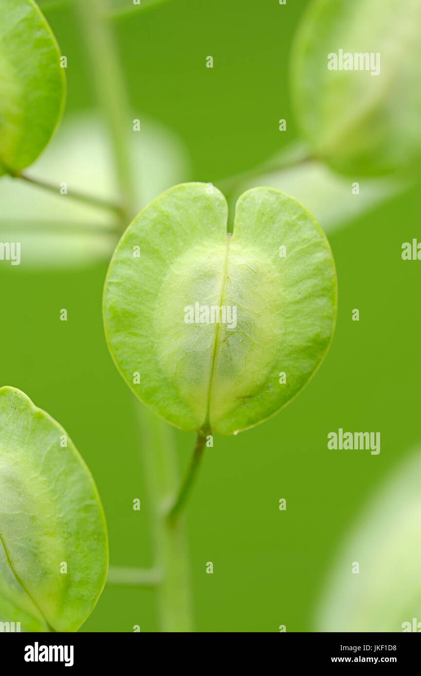 Stinkweed hi-res stock photography and images - Alamy