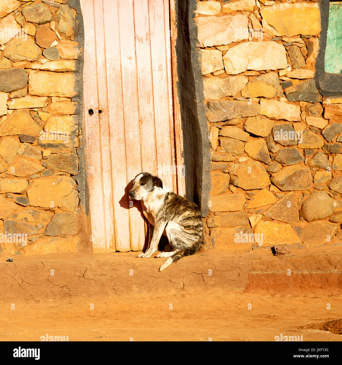 near a house the dog waiting alone Stock Photo - Alamy