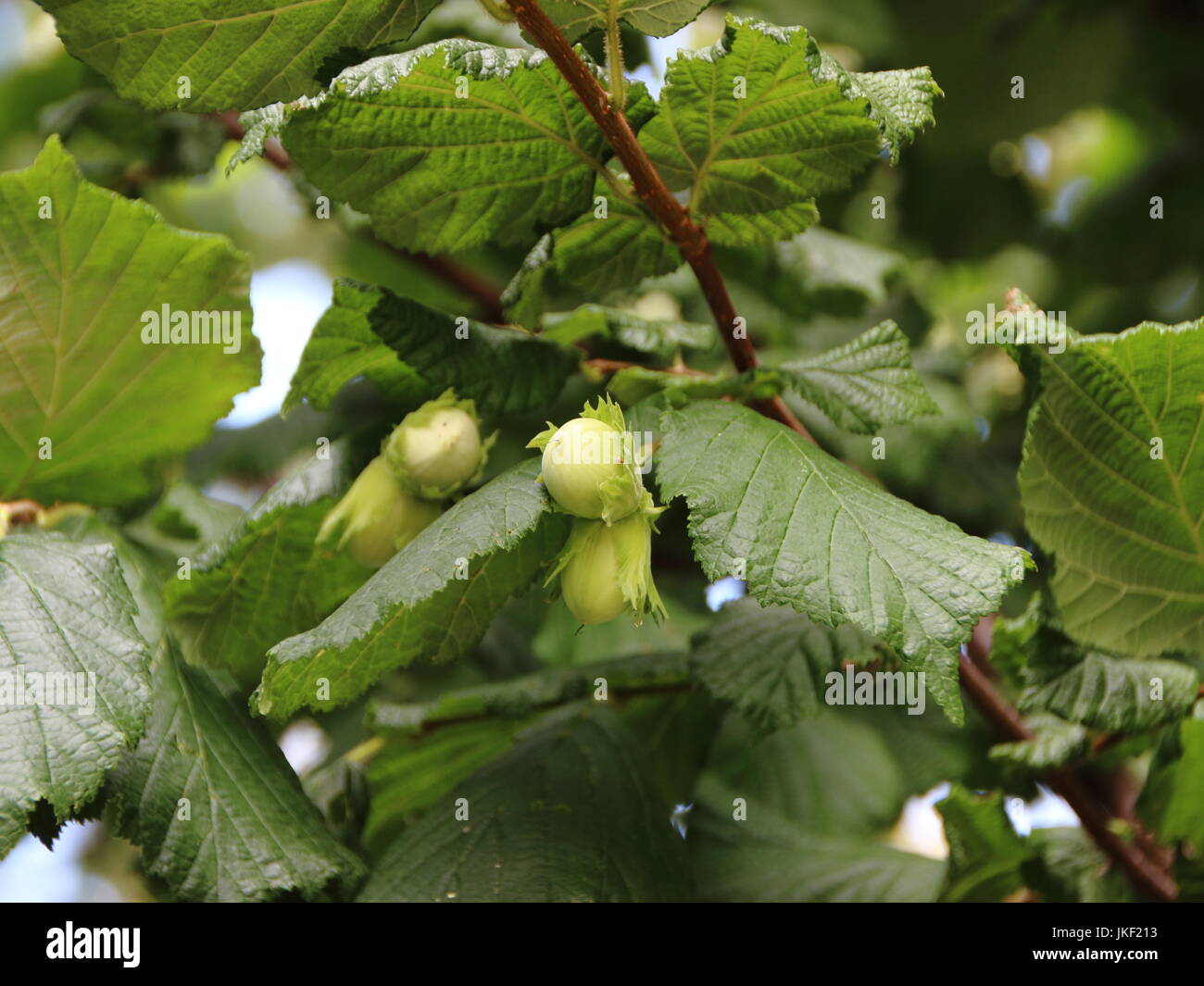 Isolated Fresh Unripe Hazelnuts on Nut Tree Branch Stock Photo - Alamy