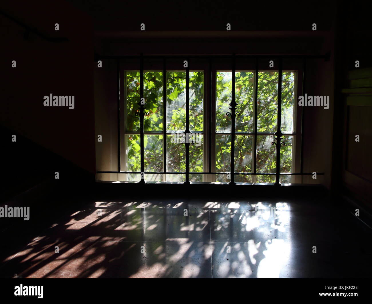 Window with Light Reflection on Floor and Growing Weed in Backlight ...