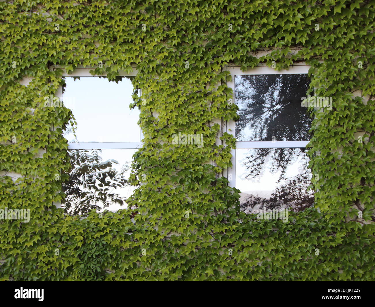 Two Clean Windows on Facade overgrown with Green Ivy Stock Photo - Alamy