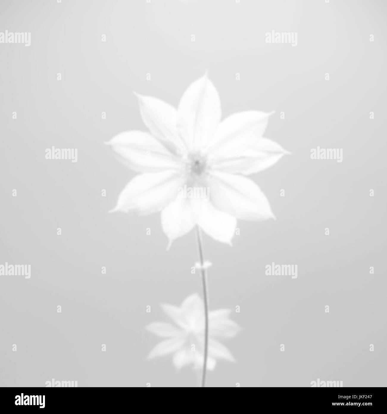 Flower photo art Black and White Stock Photos & Images - Alamy