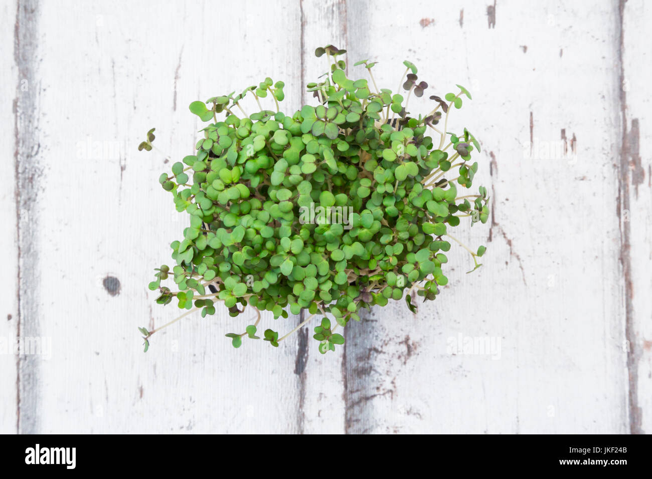 Organic mustard cress on white wood Stock Photo - Alamy
