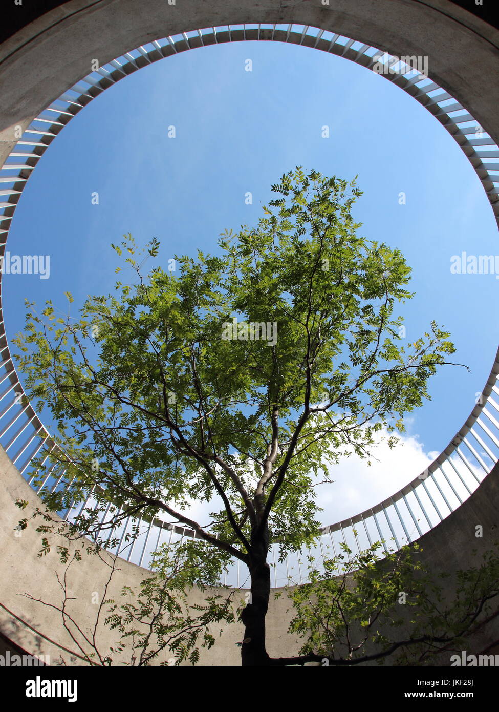Urban Tree Growing in Designed Concrete Circle Hole Stock Photo - Alamy