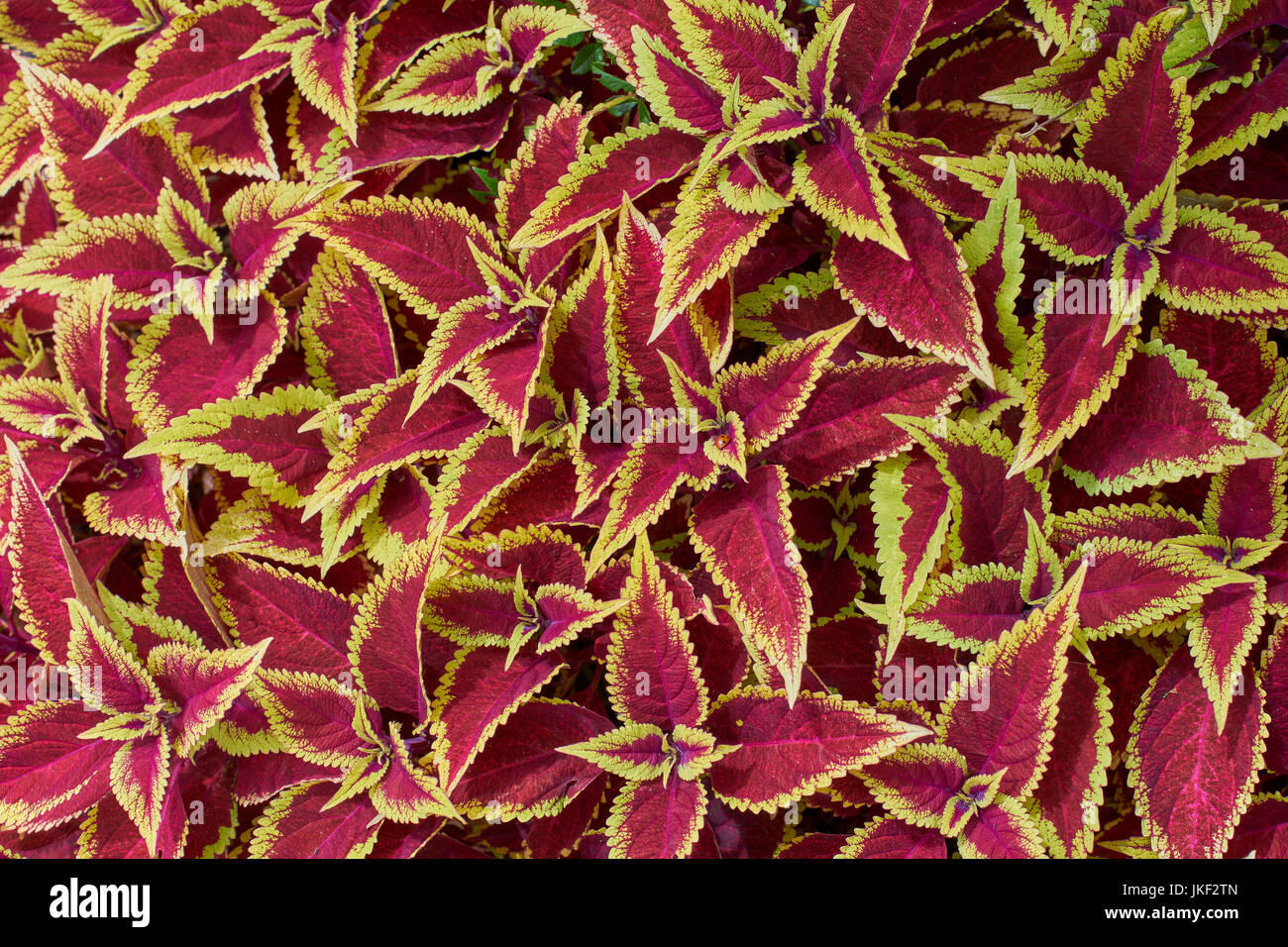 Coleus red roof lush red leaves with colorful edges hi-res stock ...