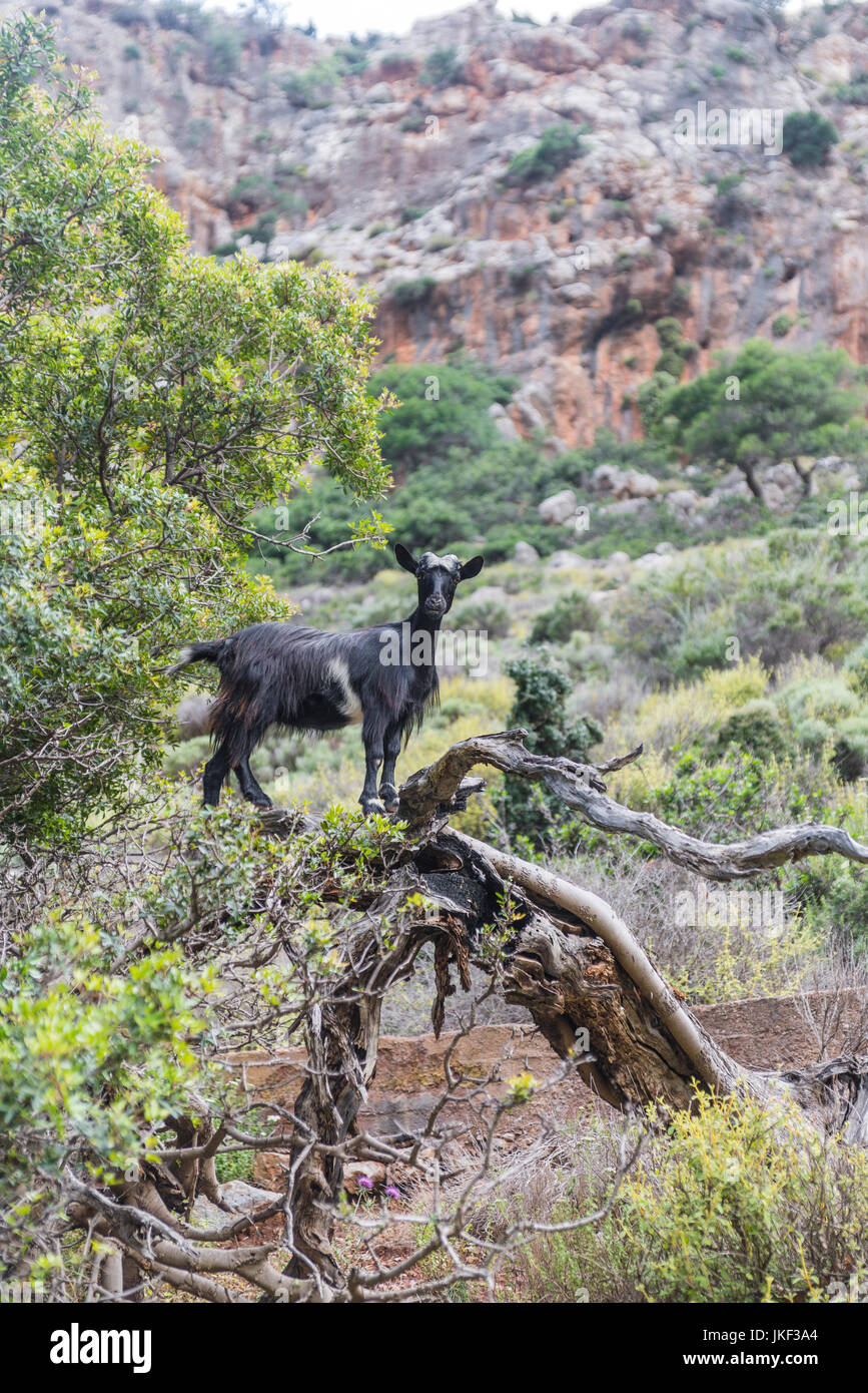 Dead goat hi-res stock photography and images - Alamy