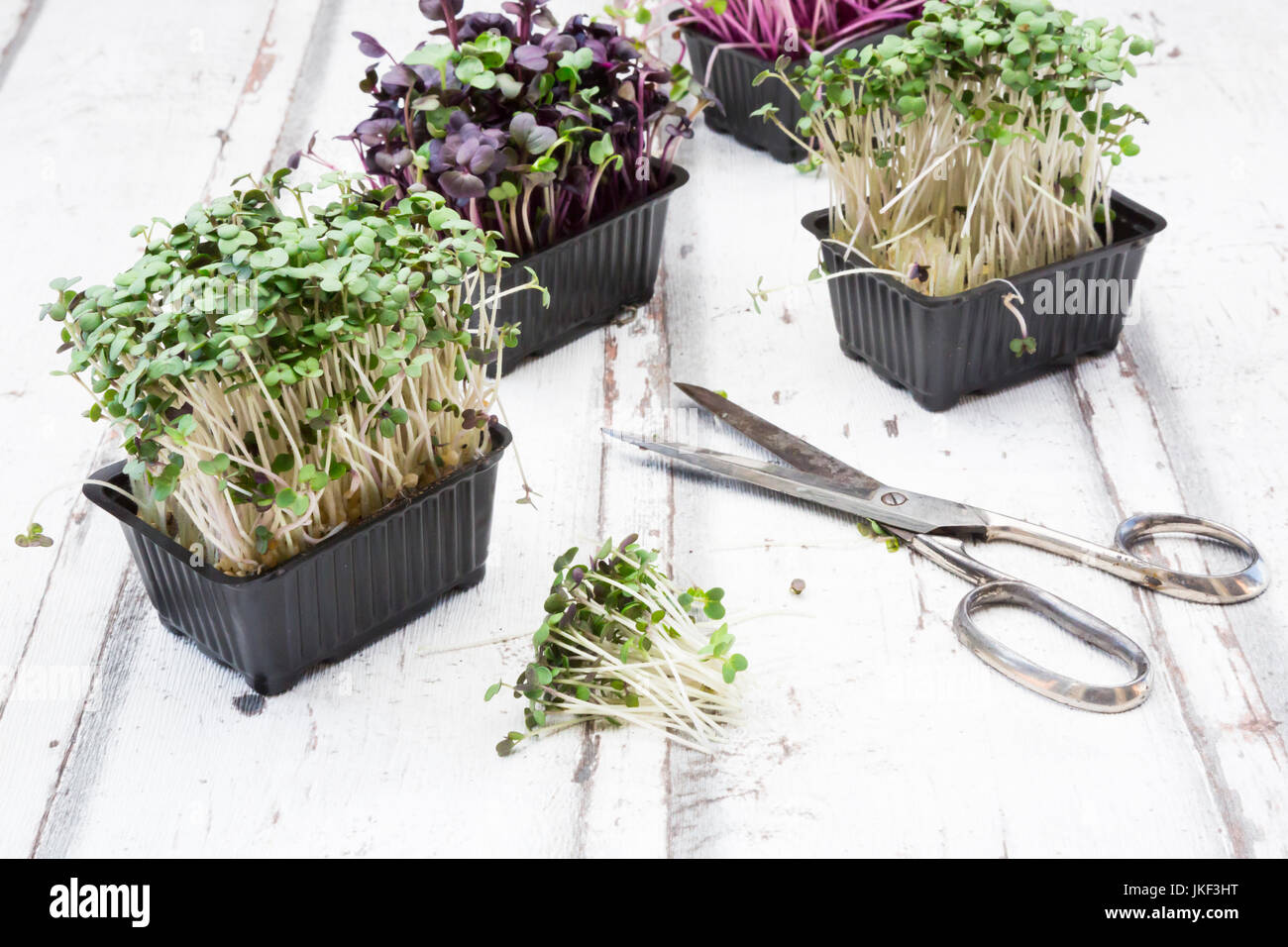 Variety of organic cress and scissors on white wood Stock Photo - Alamy