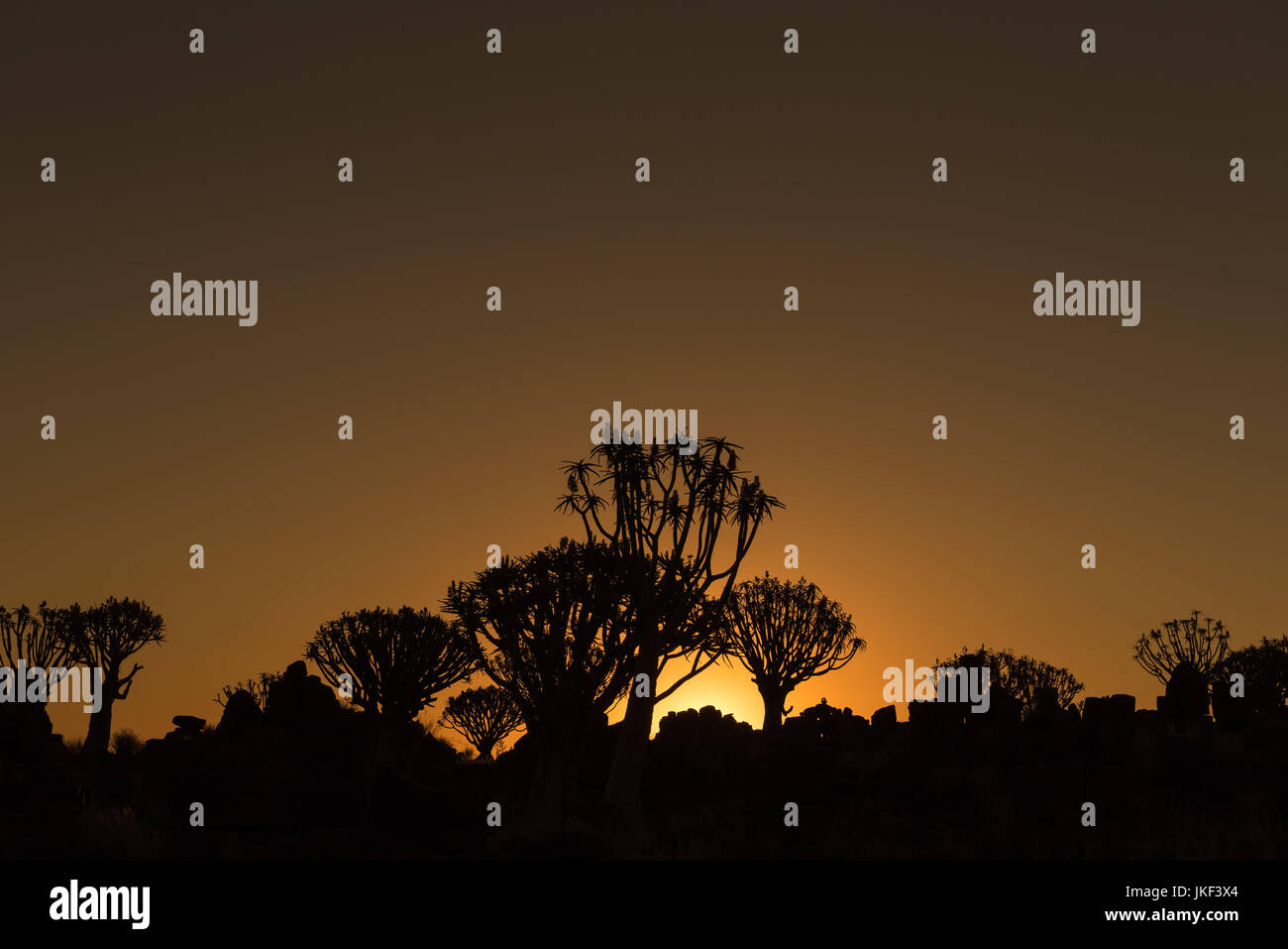 Sunset view of the quiver tree forest at Garas Park Rest Camp, near ...