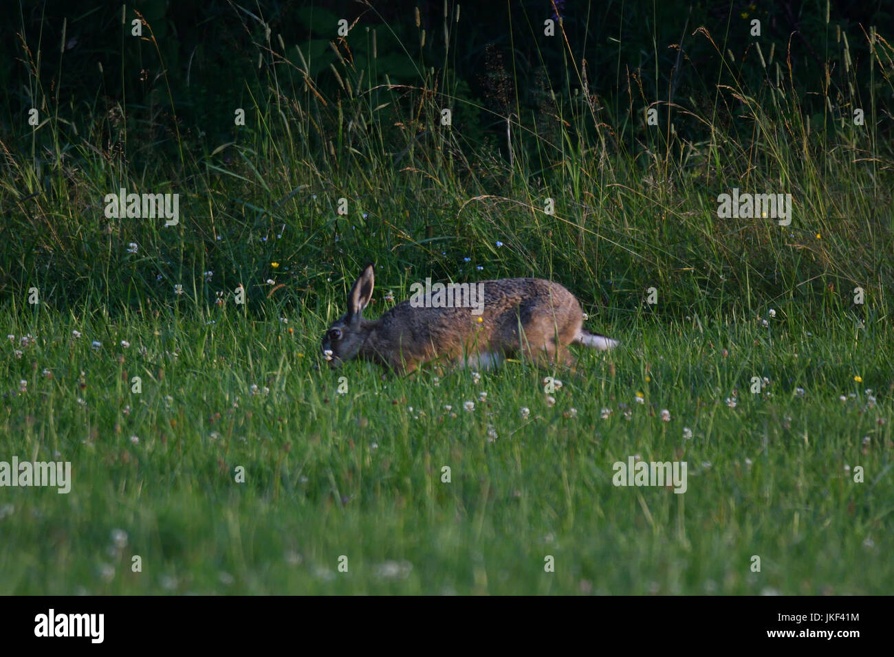 brown hare rabbit grazing the grass on the meadow Stock Photo - Alamy