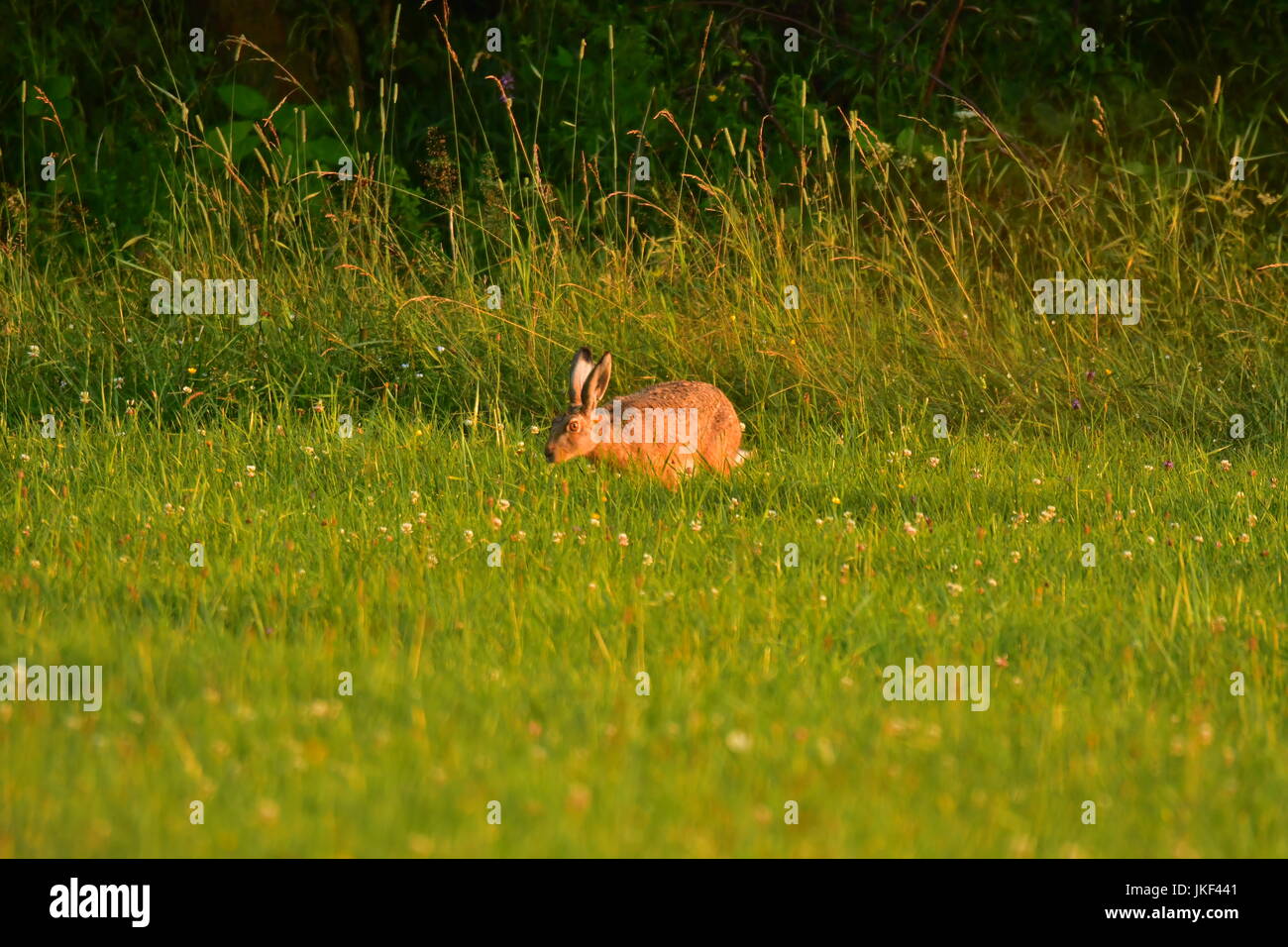 Rabbit rearing hi-res stock photography and images - Alamy