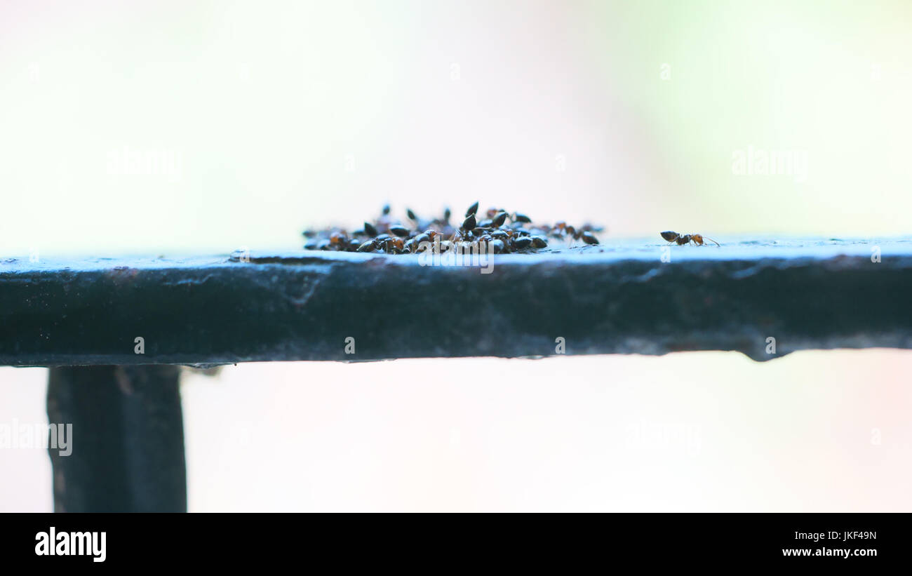 wood ant, Horse ant (Formica rufa), drinking water Stock Photo - Alamy