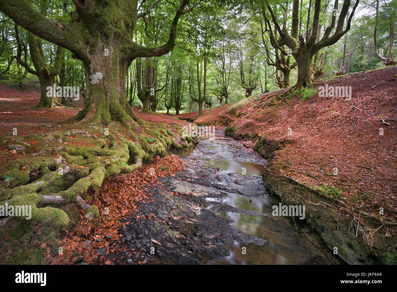 Spain, Basque Country, Gorbea Natural Park, Otzarreta forest Stock ...