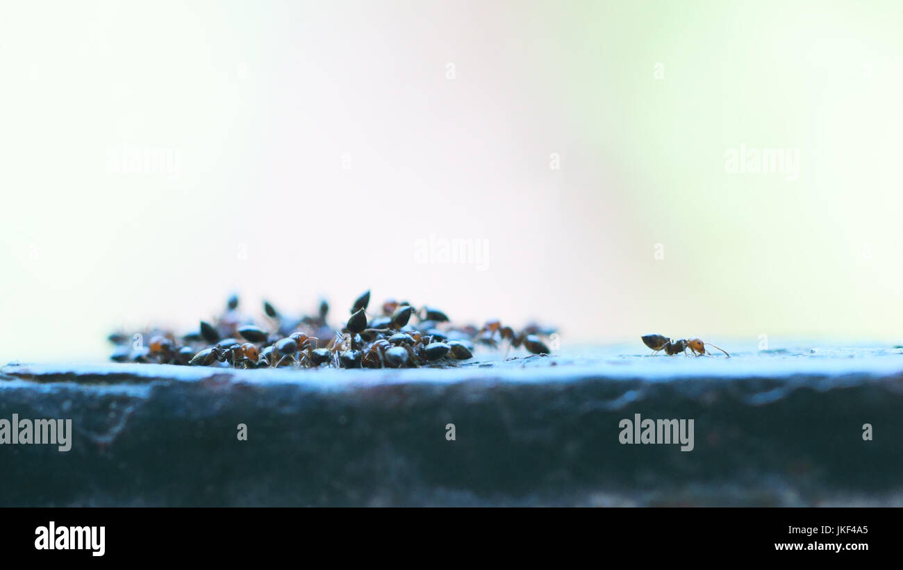 wood ant, Horse ant (Formica rufa), drinking water Stock Photo - Alamy
