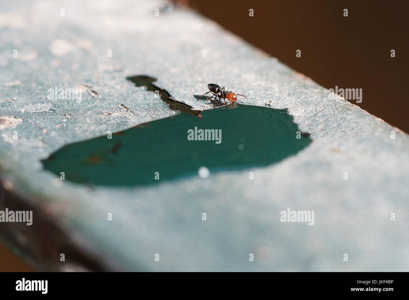 Red Wood Ants (Formica rufa) adult workers drinking on iron substain ...
