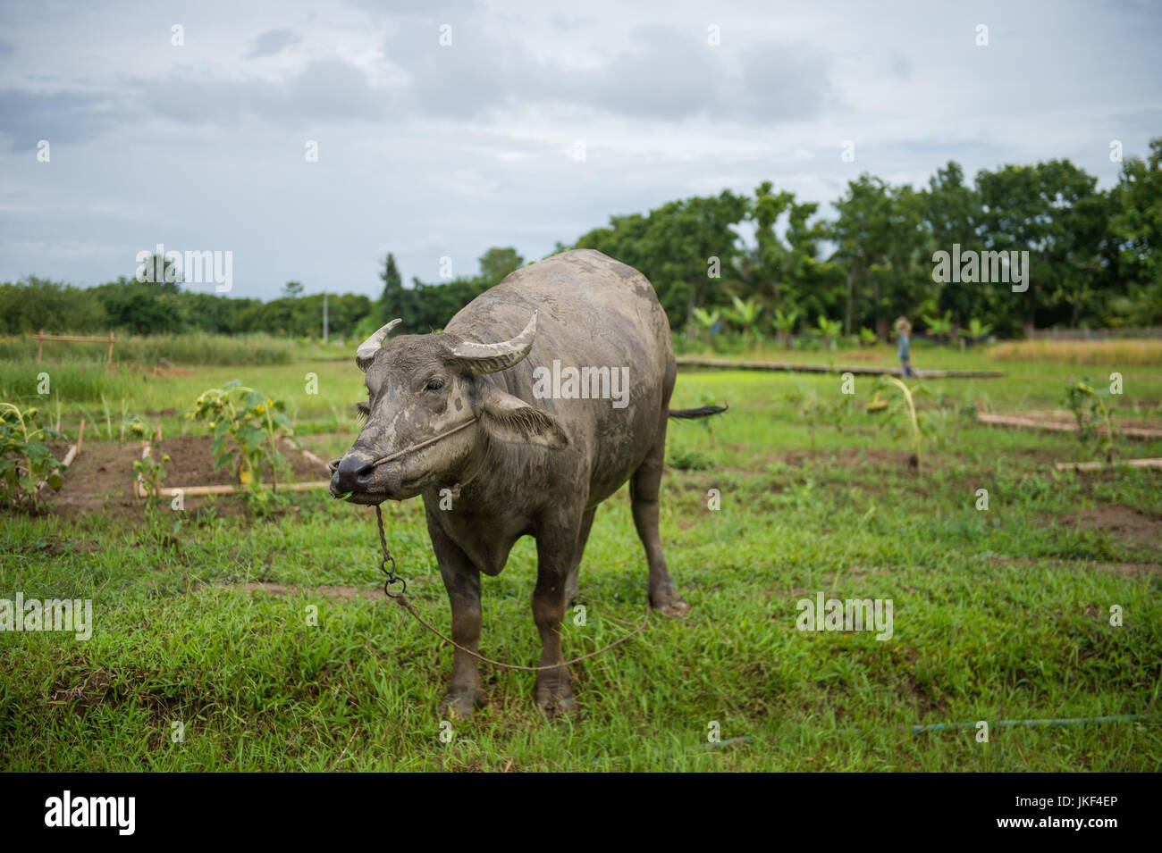 Buffalo chew grass on the field Stock Photo - Alamy