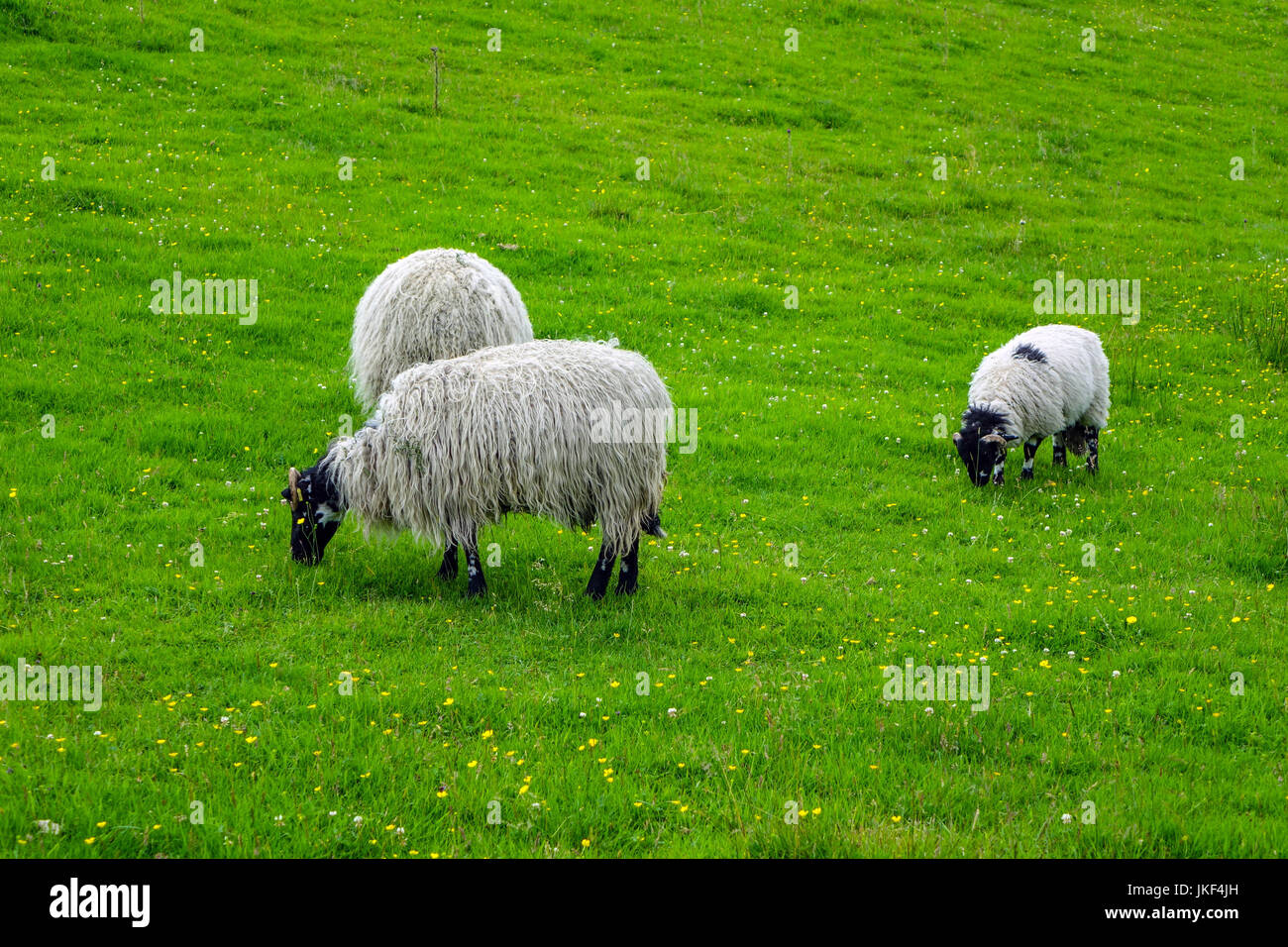 South yorkshire sheffield sheep hi-res stock photography and images - Alamy