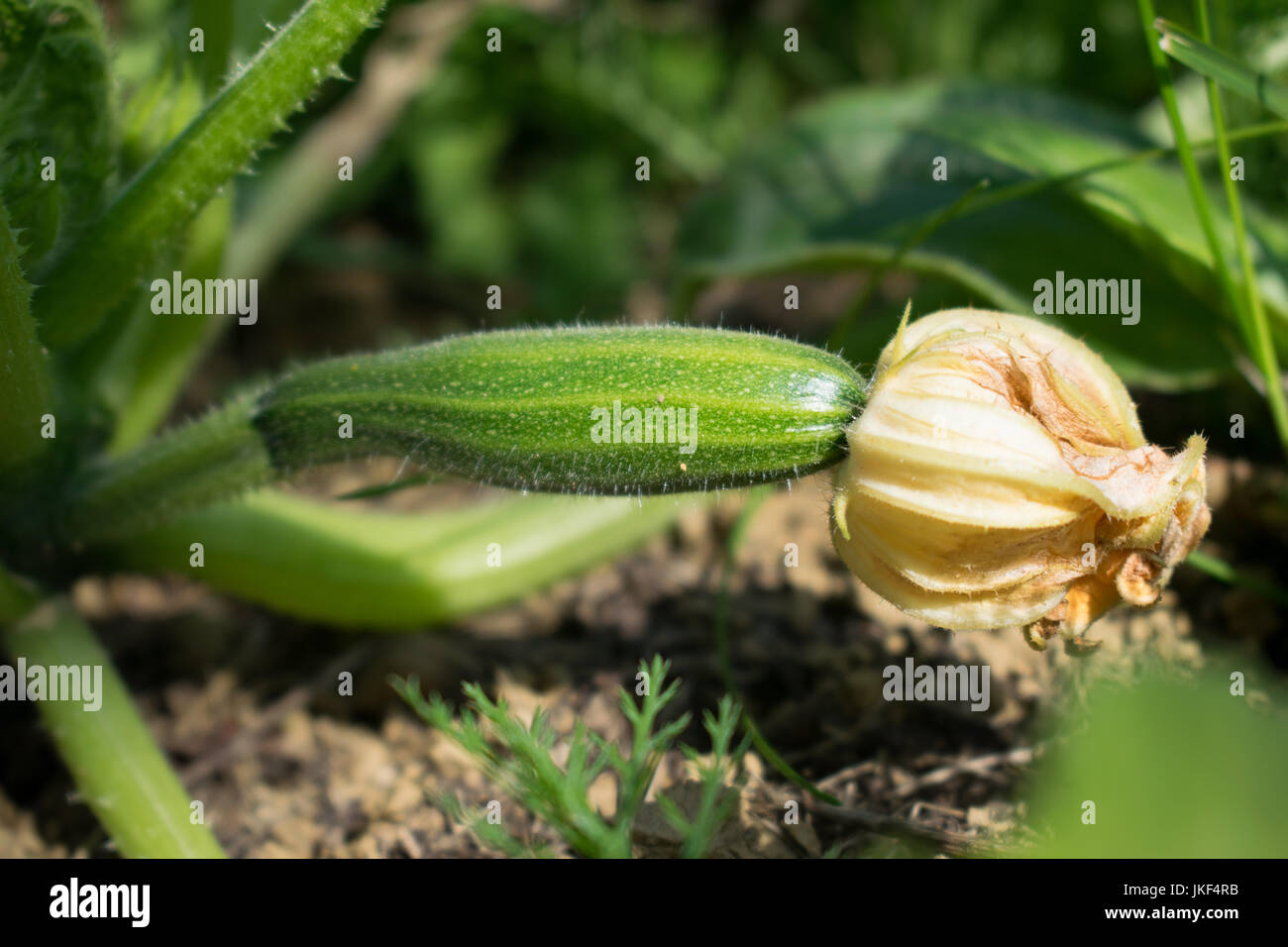 Growing courgettes hi-res stock photography and images - Alamy