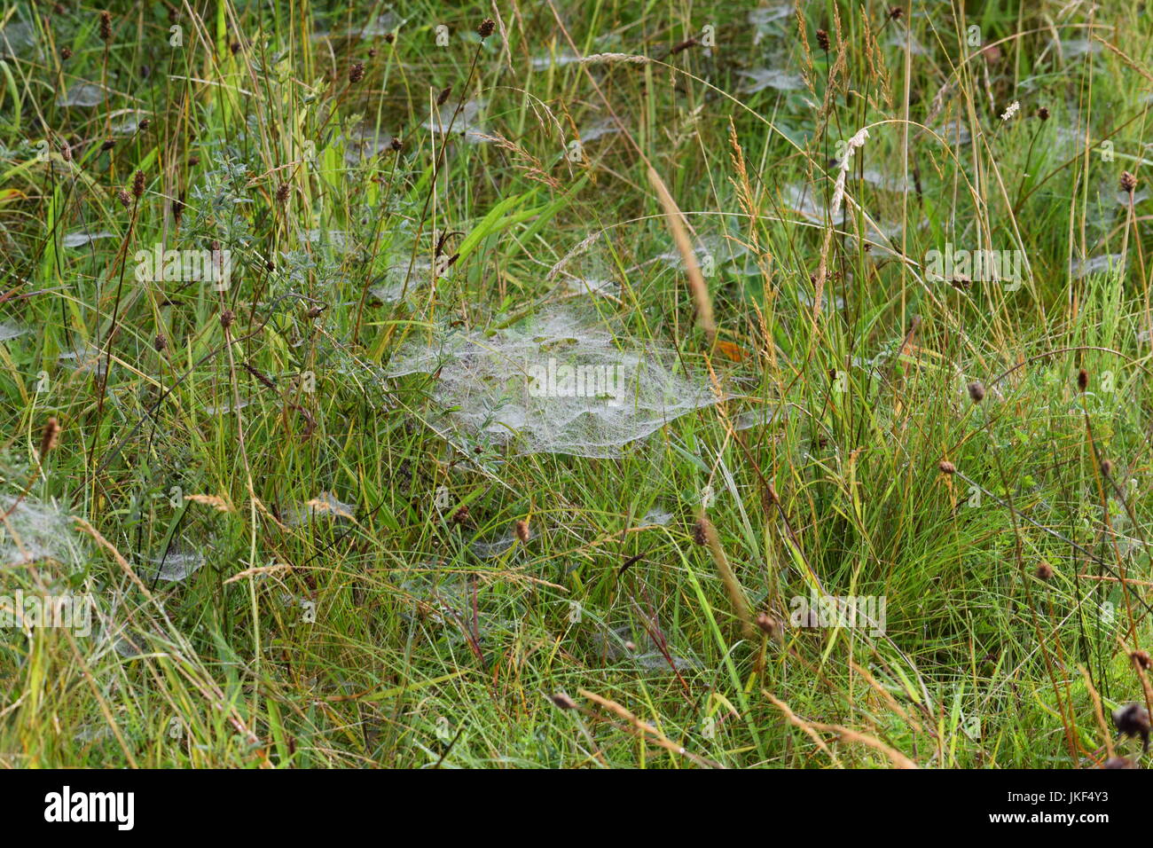 Spider web on scrub land Stock Photo - Alamy