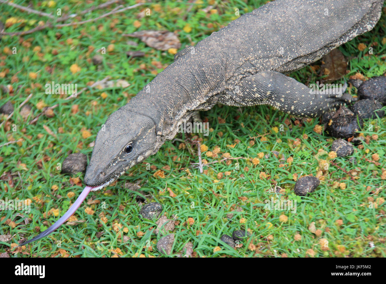 A monitor lizard in the Flinders Chase National Park (Australia Stock ...