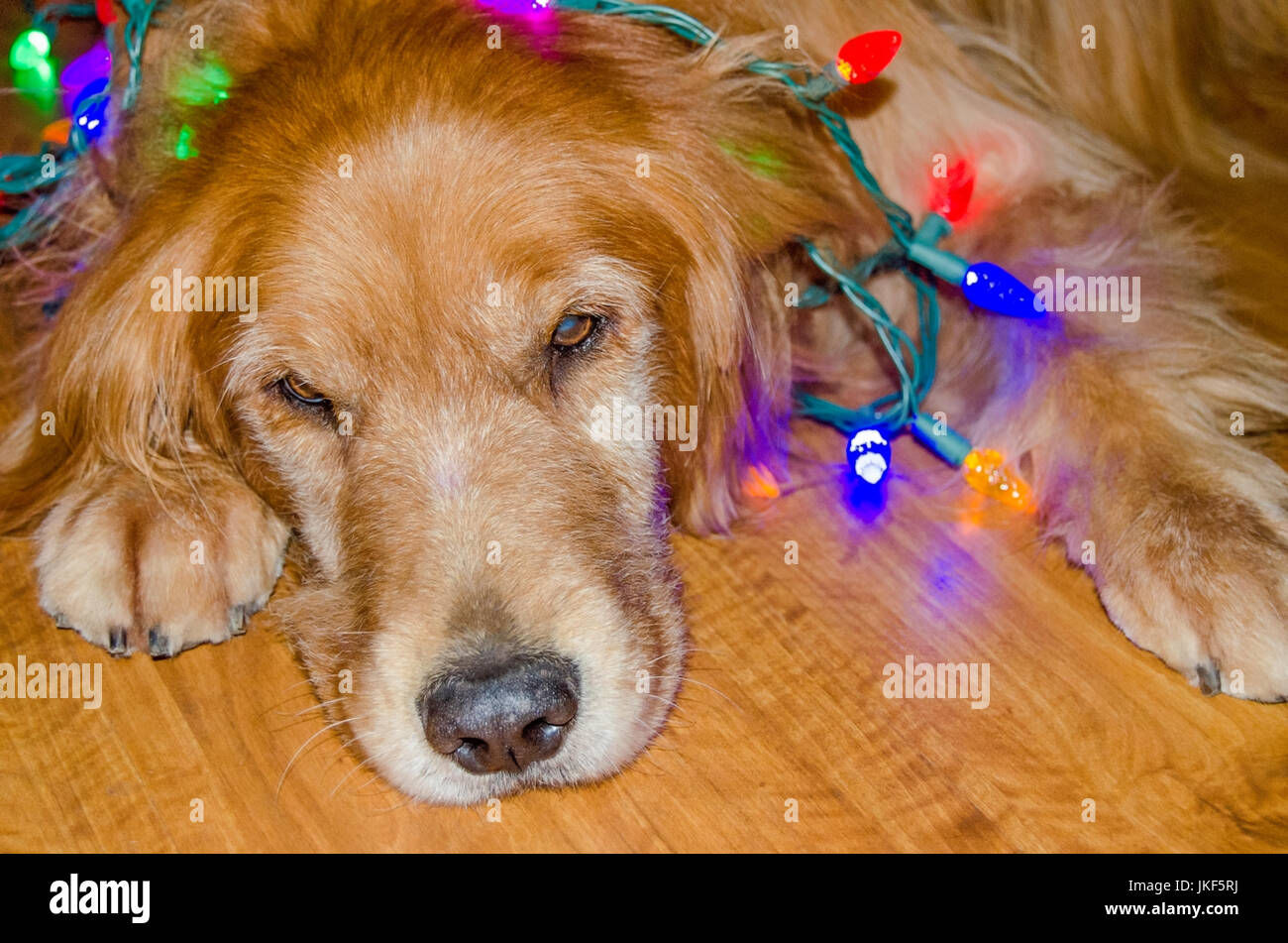 golden retriever wrapped in glowing Christmas light string Stock Photo ...