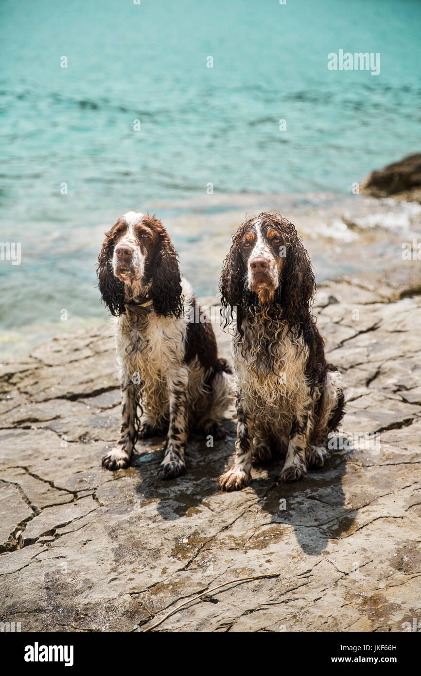 Funny springer spaniel hi-res stock photography and images - Alamy
