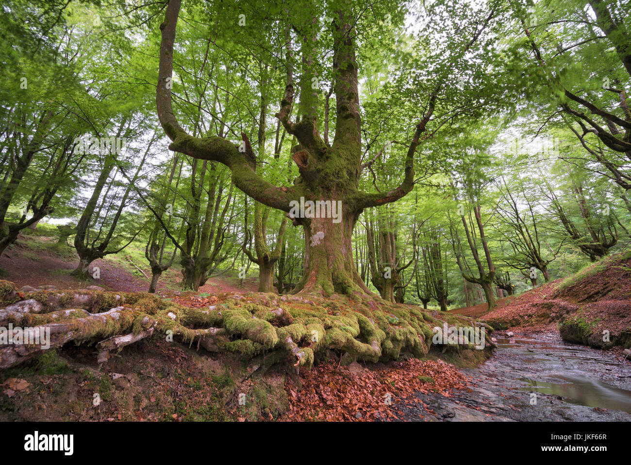 Spain, Basque Country, Gorbea Natural Park, Otzarreta forest Stock ...
