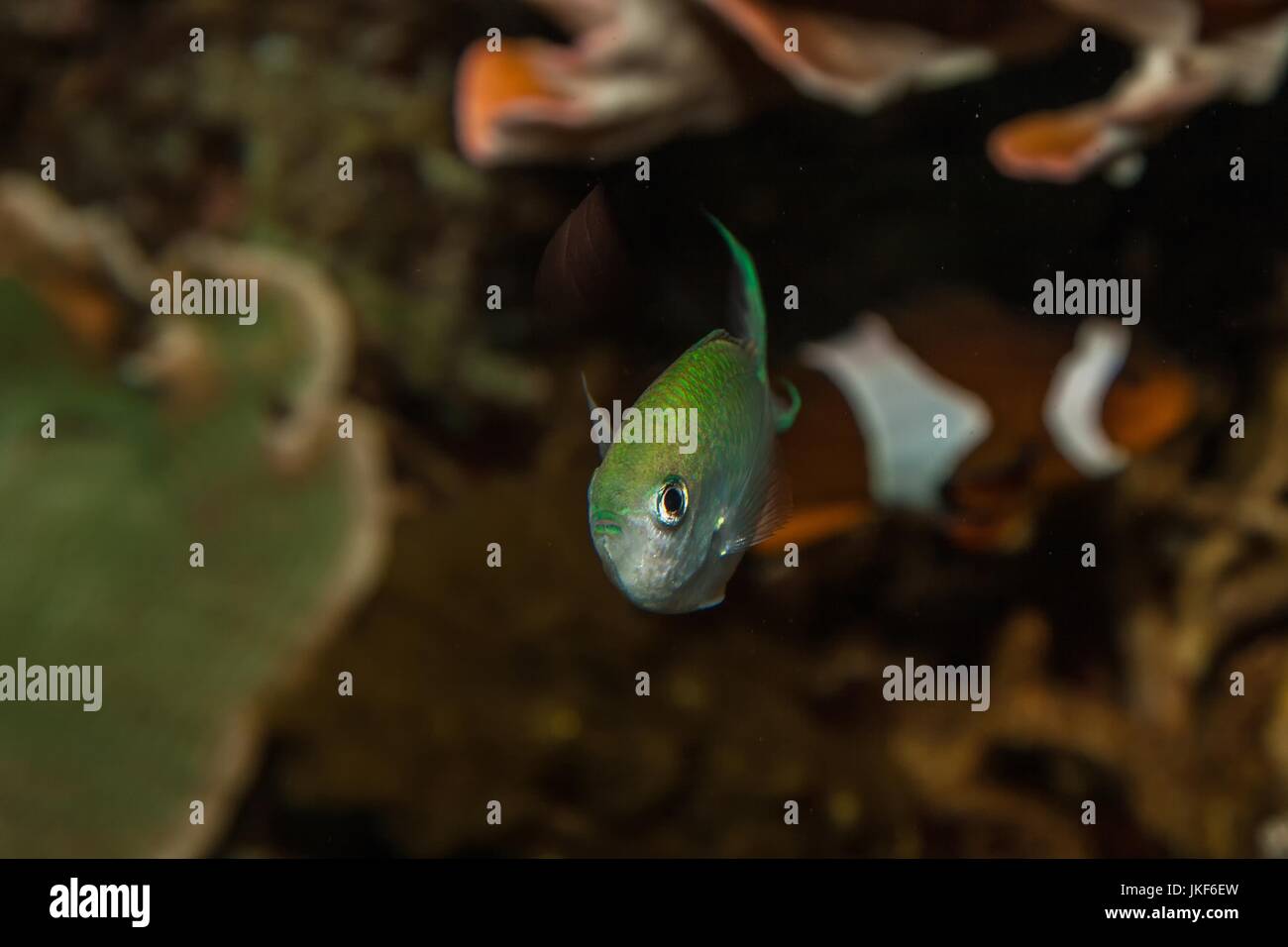 Fish in an aquarium in summer Stock Photo - Alamy