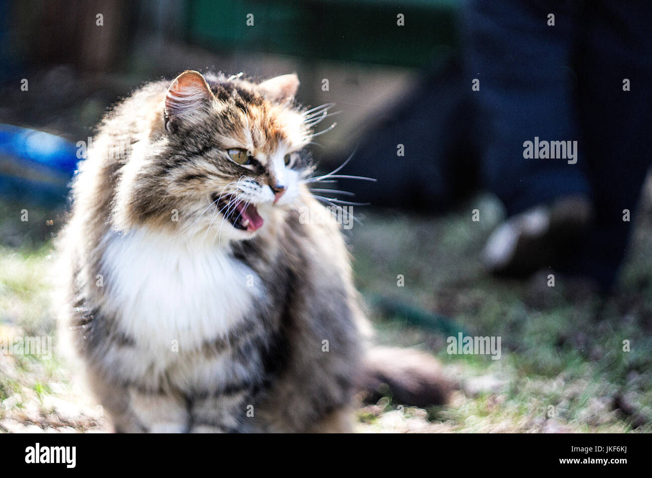 Funny face baby anger hi-res stock photography and images - Alamy