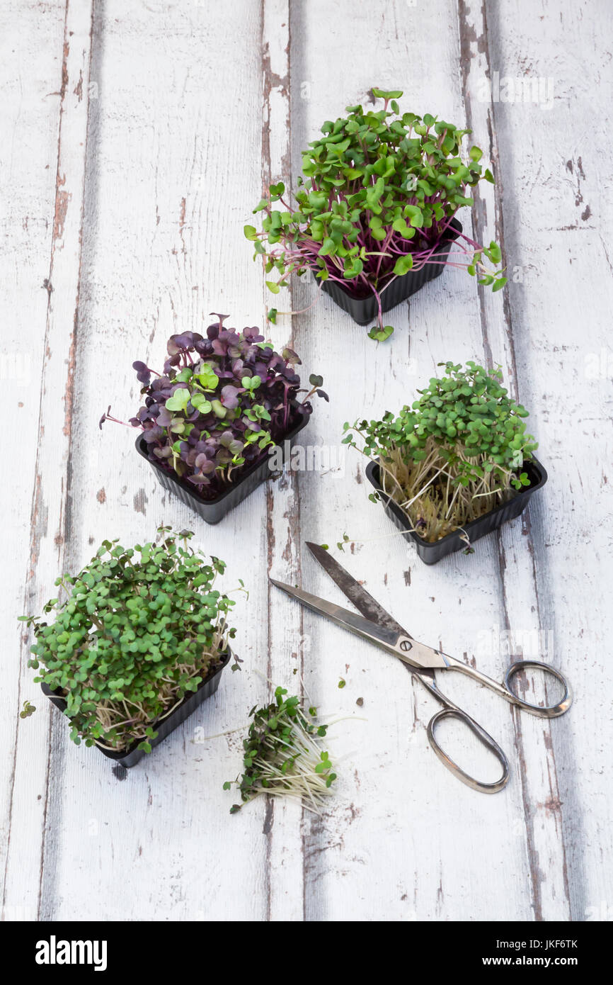 Variety of organic cress and scissors on white wood Stock Photo - Alamy