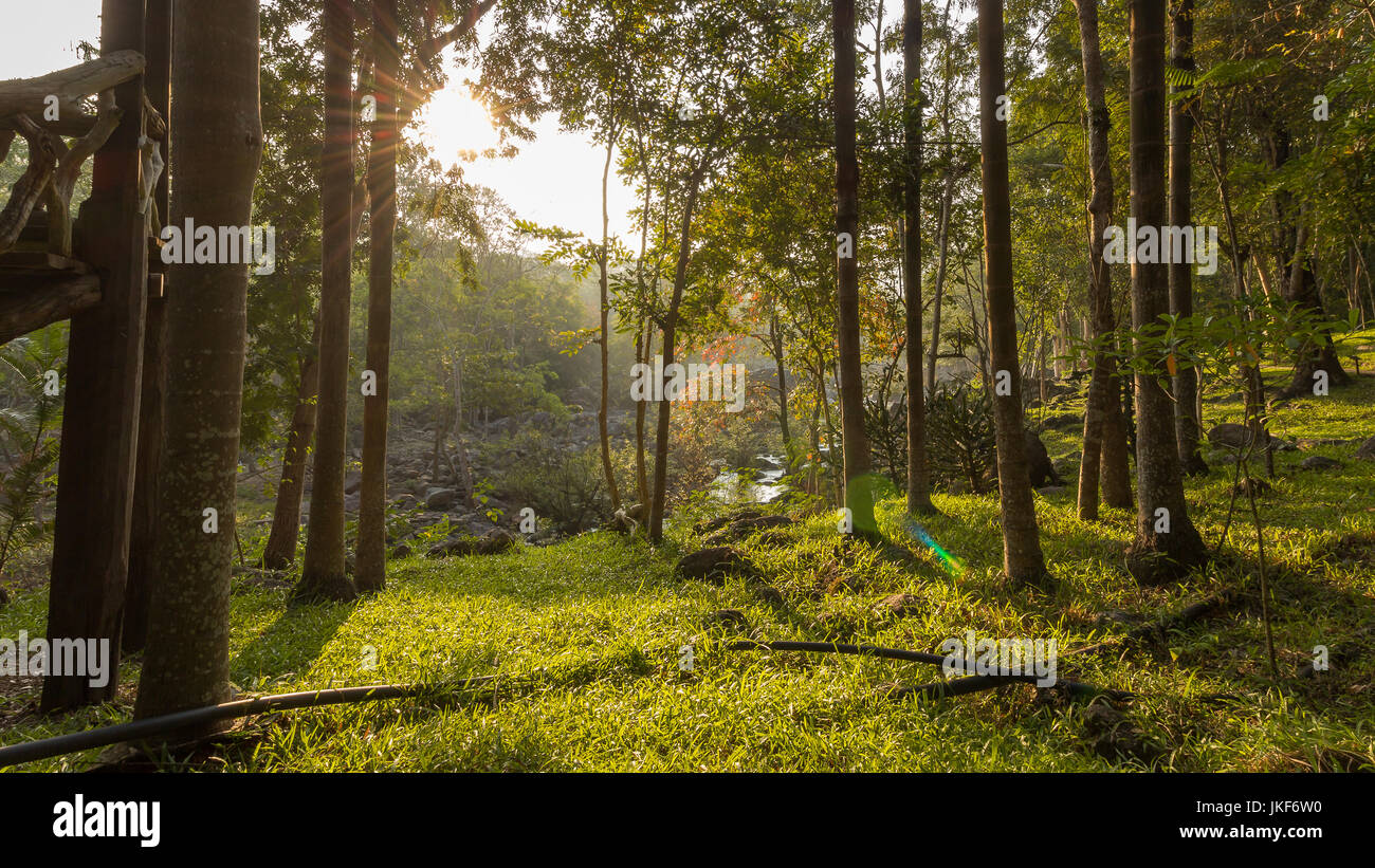 Deep rain forest in tropical zone during sunrise Stock Photo - Alamy