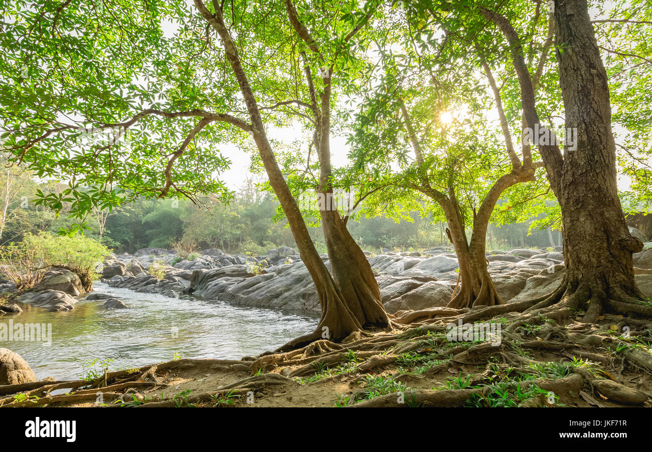 Deep rain forest Waterfall in tropical zone Stock Photo - Alamy