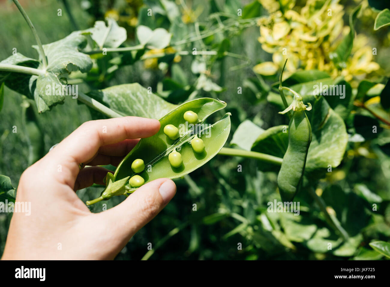 Woman's hand picking peas, close-up Stock Photo - Alamy