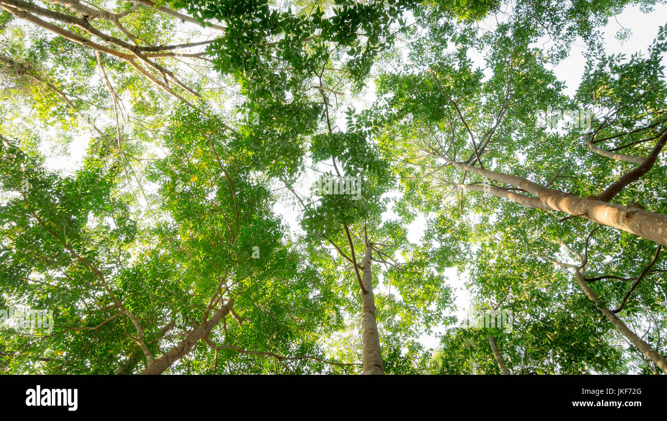 Tropical rainforest scene with rain hi-res stock photography and images ...