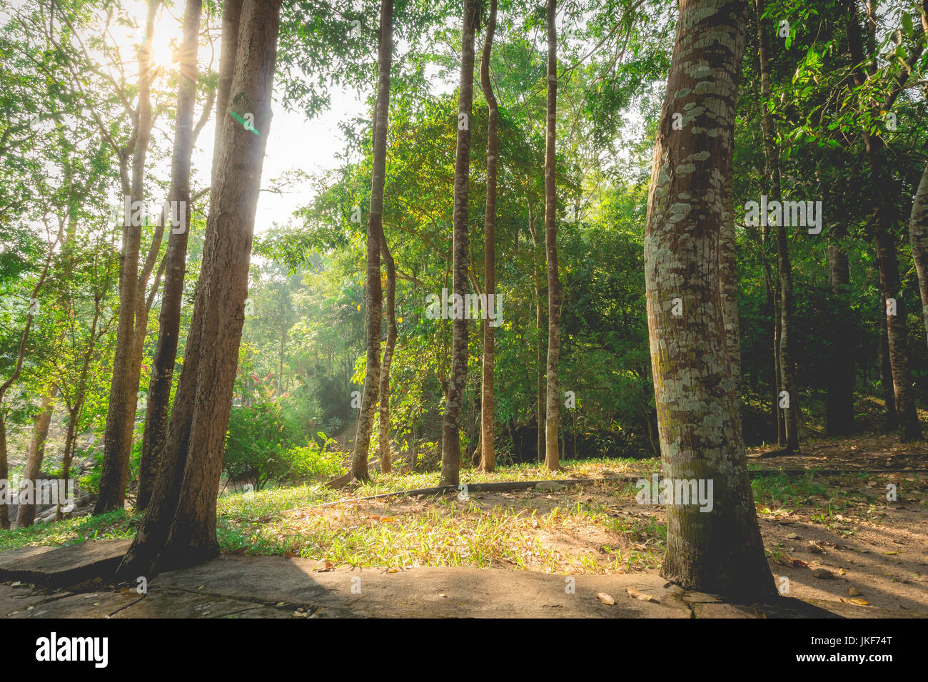 Tropical zone hi-res stock photography and images - Alamy