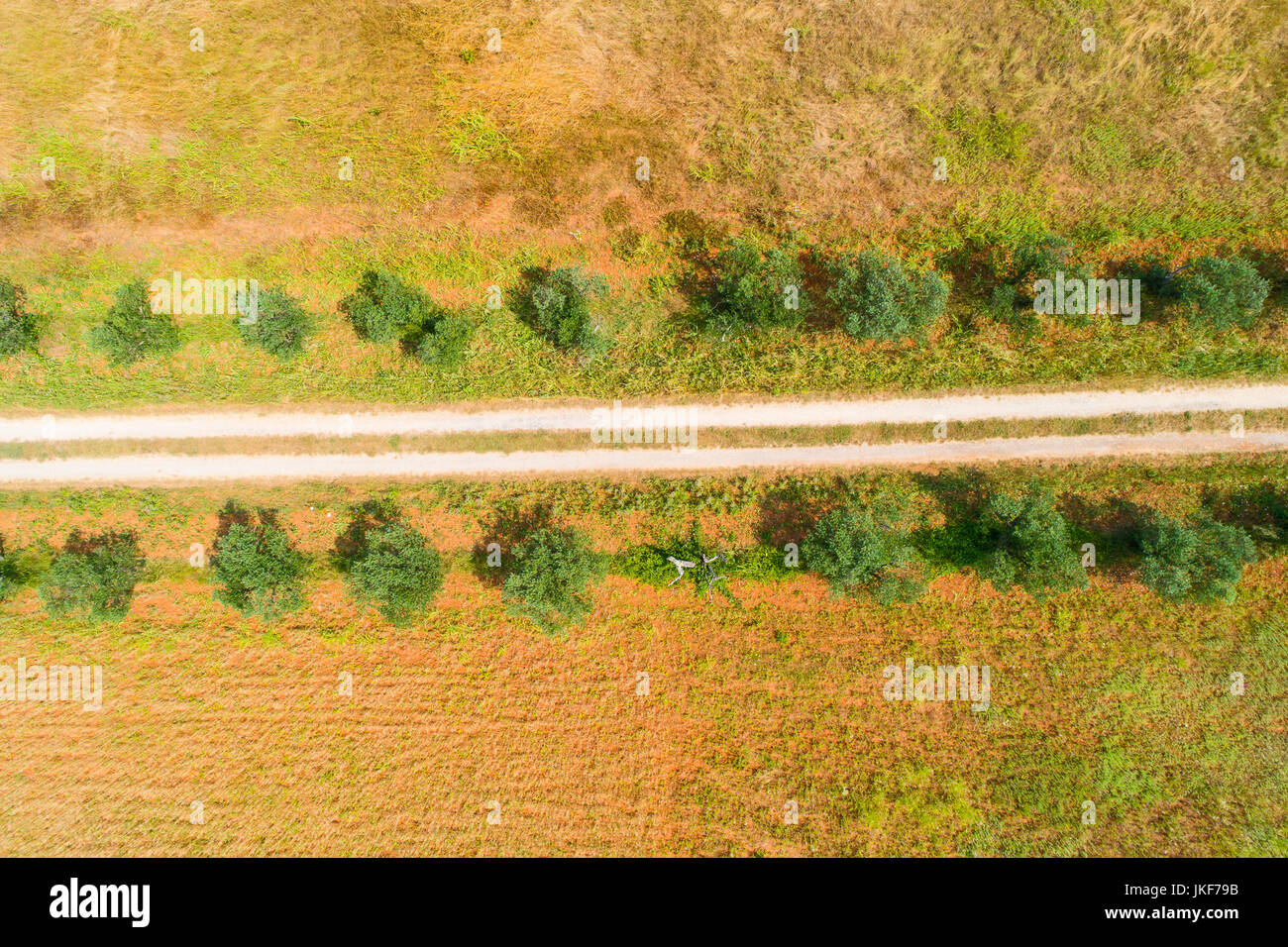 Aerial view of row of olive trees Stock Photo - Alamy