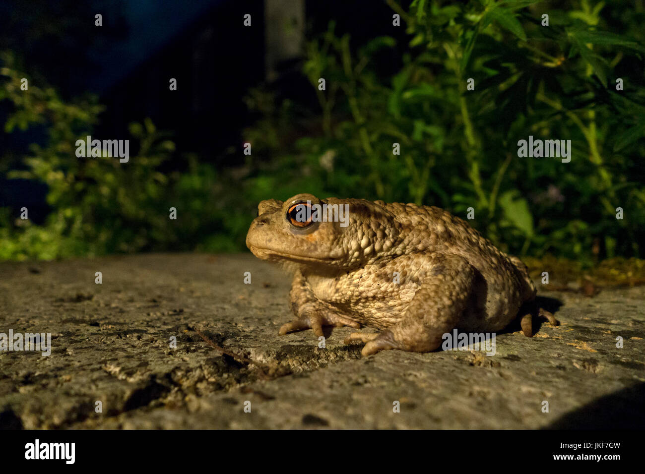 Portrait of Common toad Stock Photo - Alamy