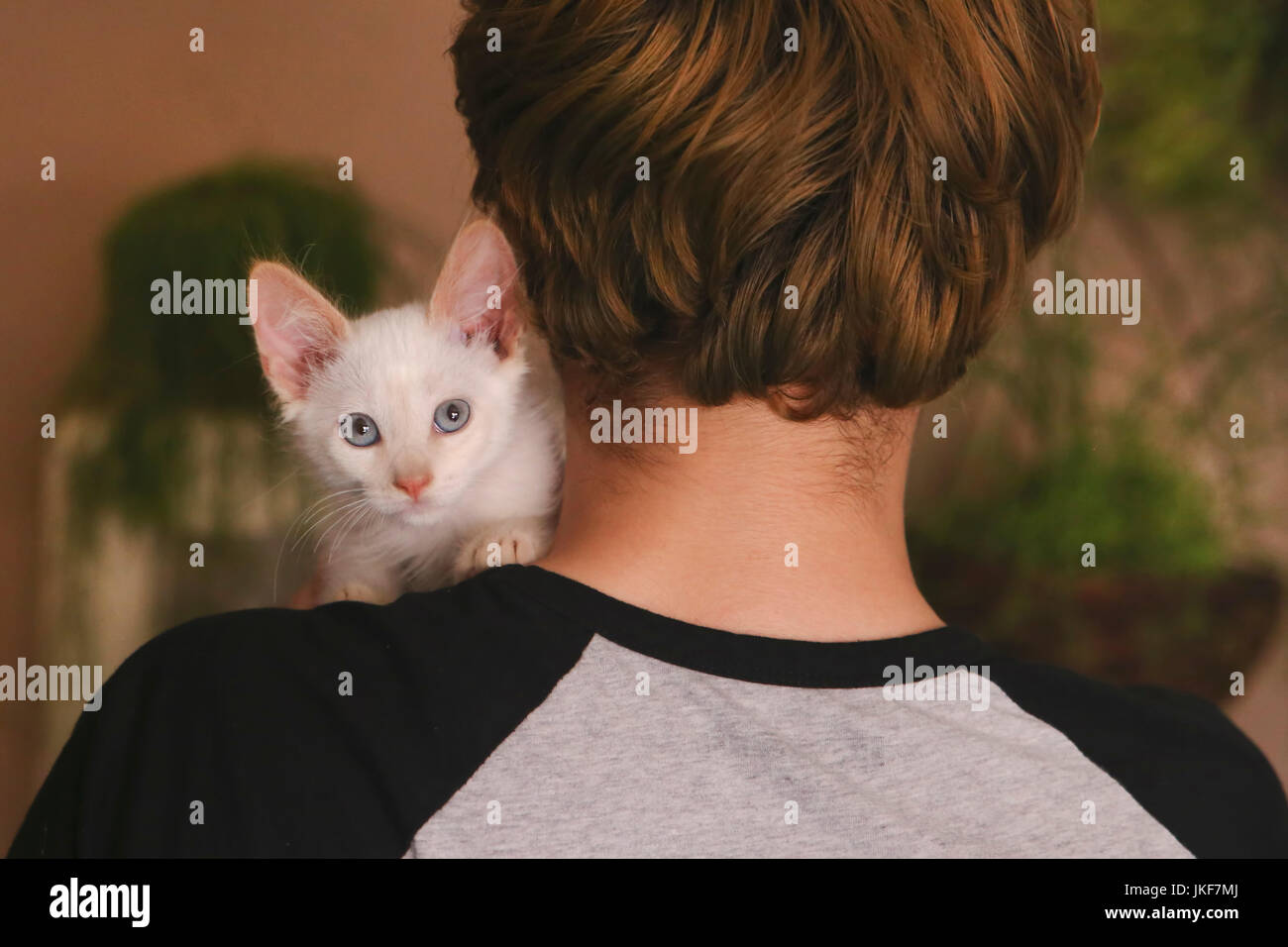 Back view of man with kitten on his shoulder Stock Photo - Alamy