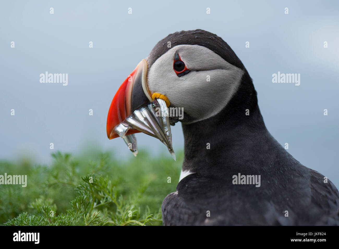 UK, England, Skomer, portrait of Atlantic puffin with prey Stock Photo ...