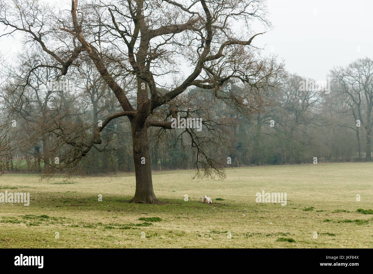 Adult sheep resting under a tree in a field of grass Stock Photo - Alamy