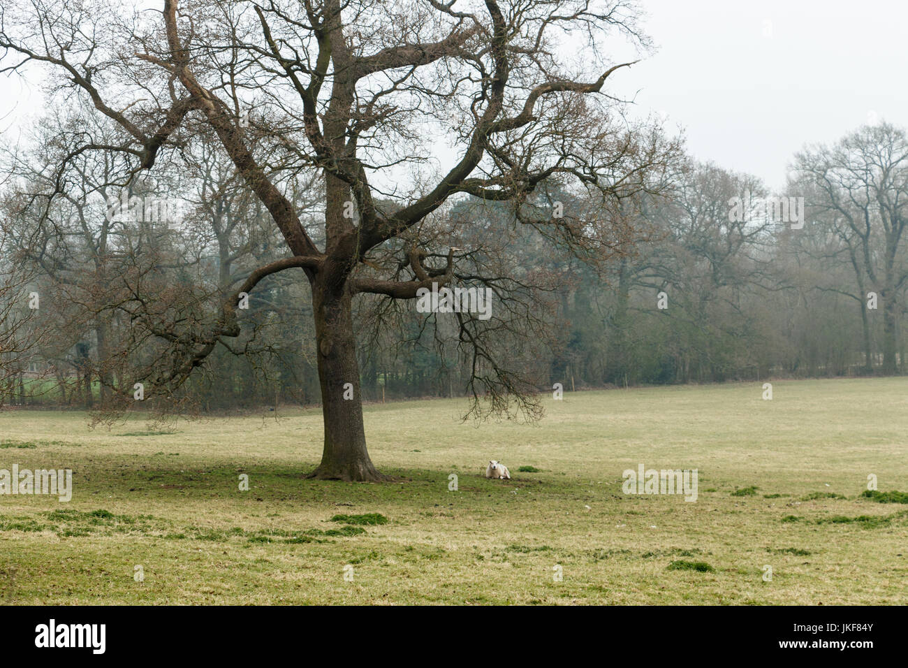 Adult sheep resting under a tree in a field of grass Stock Photo - Alamy