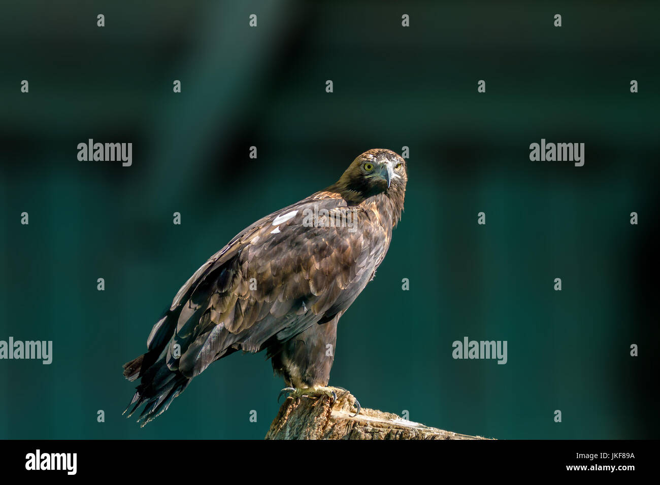 Image of a large bird of prey Stock Photo - Alamy