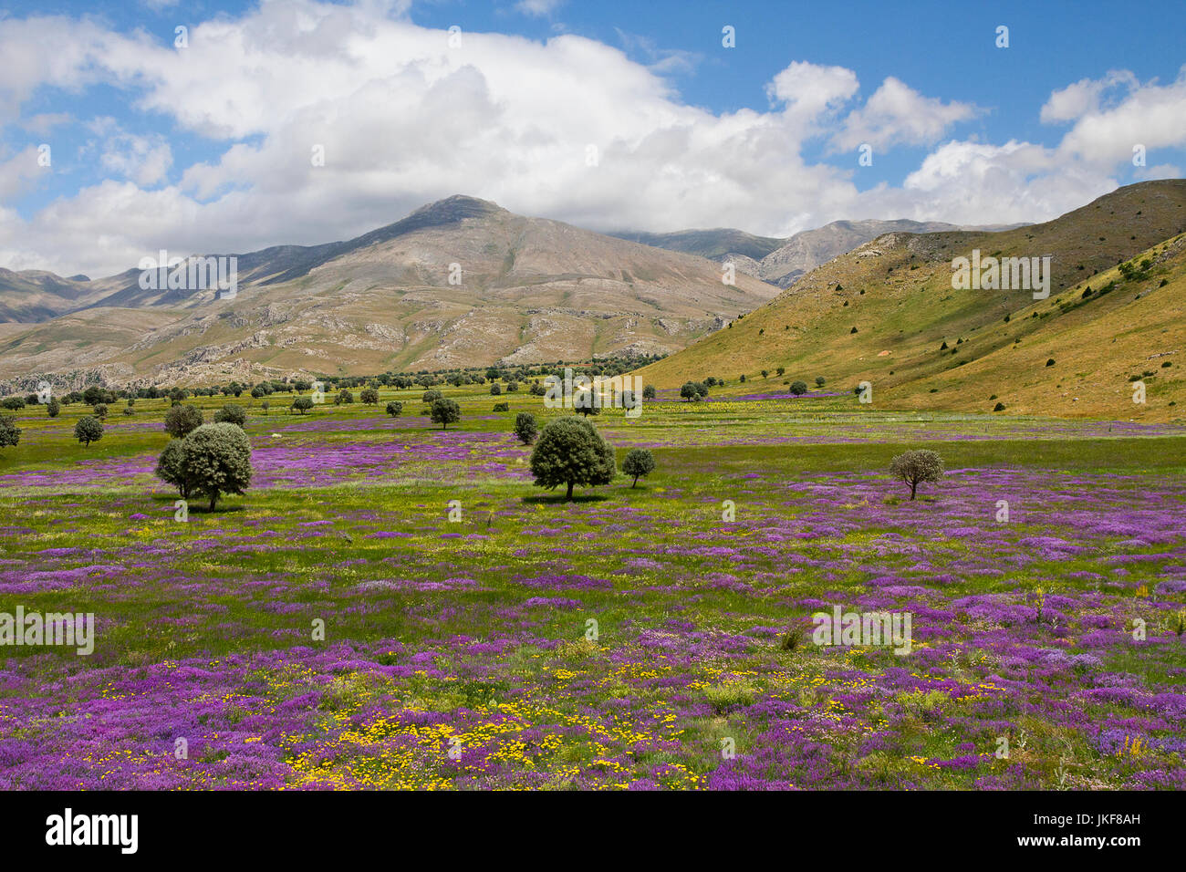 Wild flowers in the spring in Turkey Stock Photo - Alamy