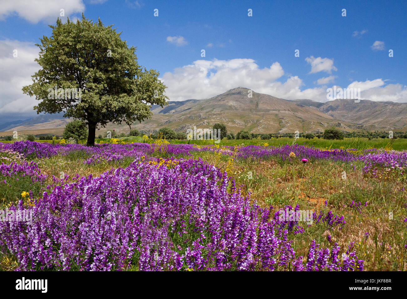 Wild flowers in the spring in Turkey Stock Photo - Alamy