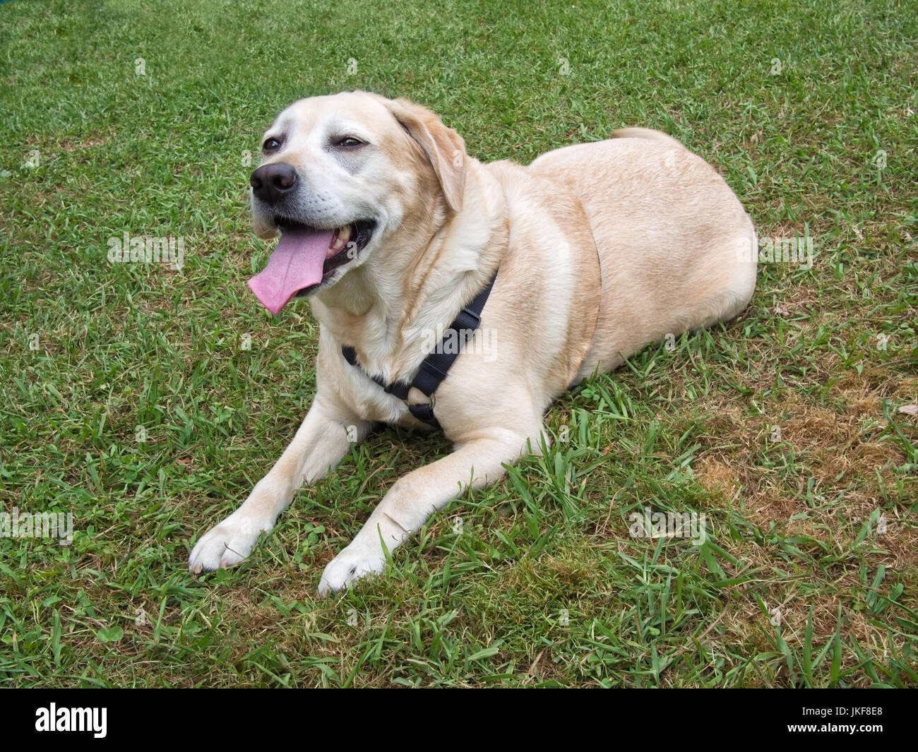 Labrador on grass Stock Photo - Alamy