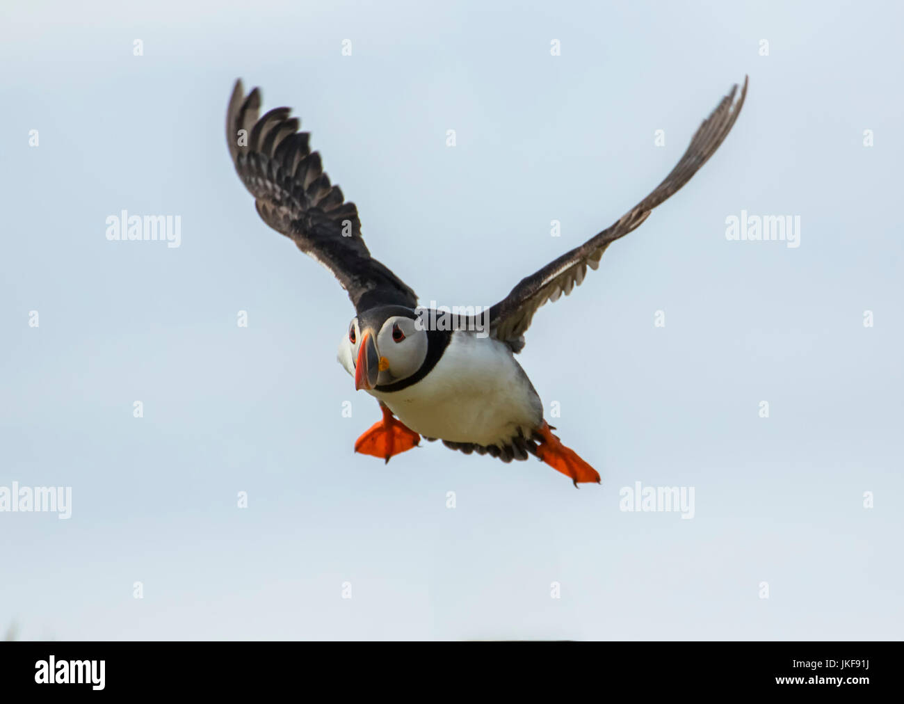 Puffin in Flight Stock Photo - Alamy