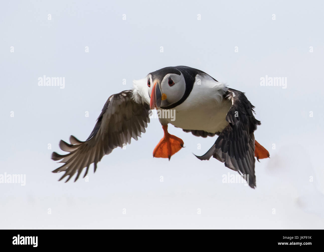 Puffin in Flight Stock Photo - Alamy