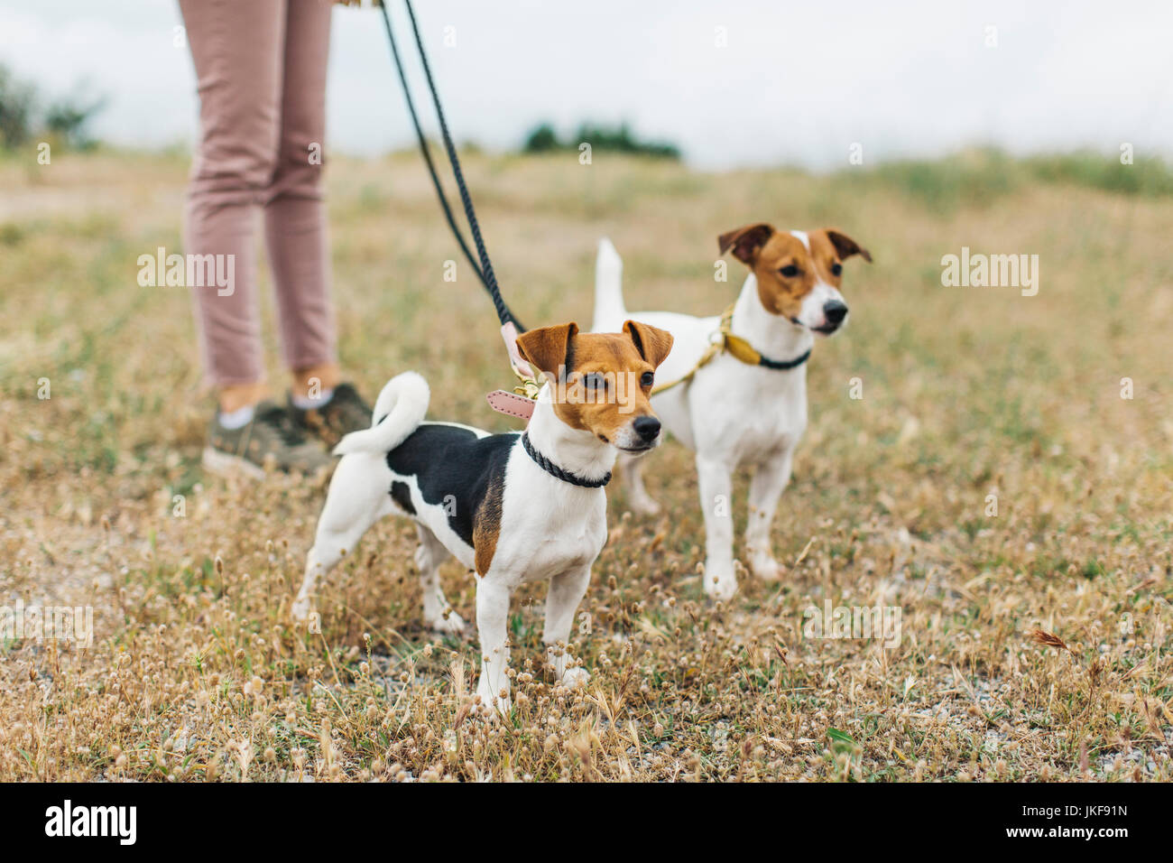 Woman walking with her two dogs Stock Photo - Alamy