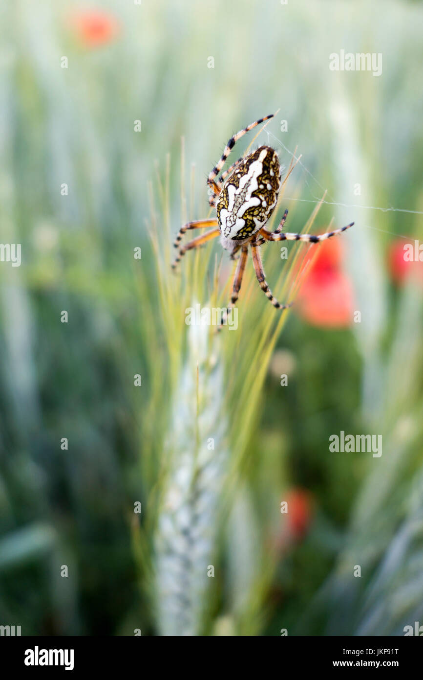 Spider in poppy flower hi-res stock photography and images - Alamy