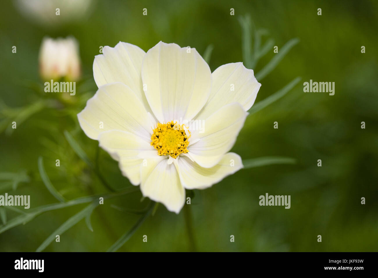 Xanthos cosmos bipinnatus hi-res stock photography and images - Alamy